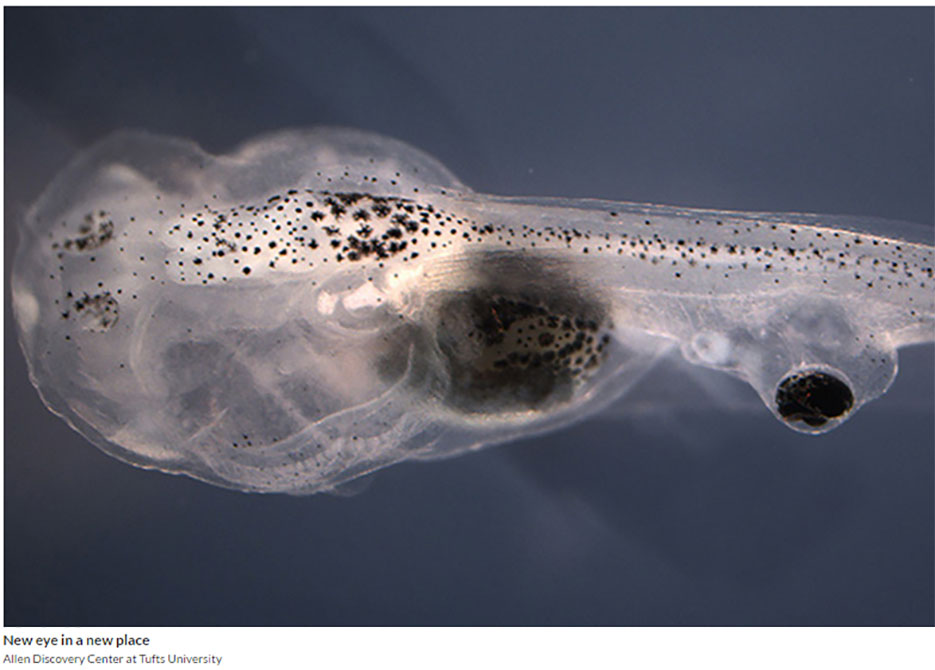 Tadpoles learn to see with new eyes transplanted on their tails ...