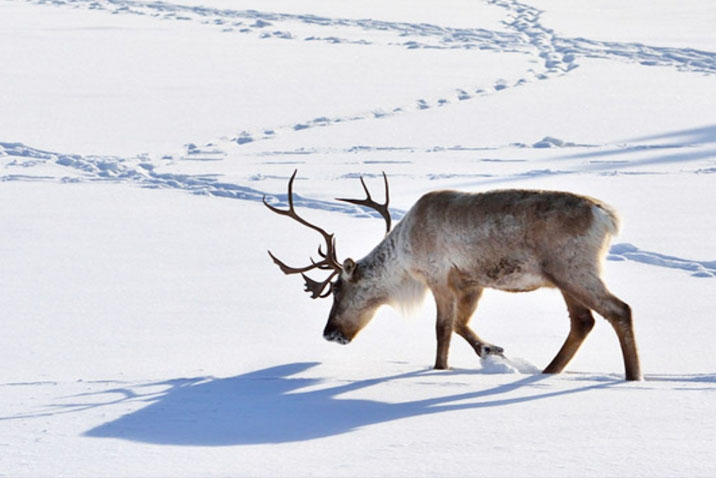 Man-made Global Warming, Ice Ages & Tons of Caribou Poop | Principia ...