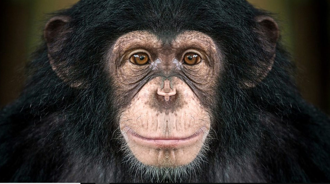 How to manage your inner chimp | Principia Scientific, Intl.