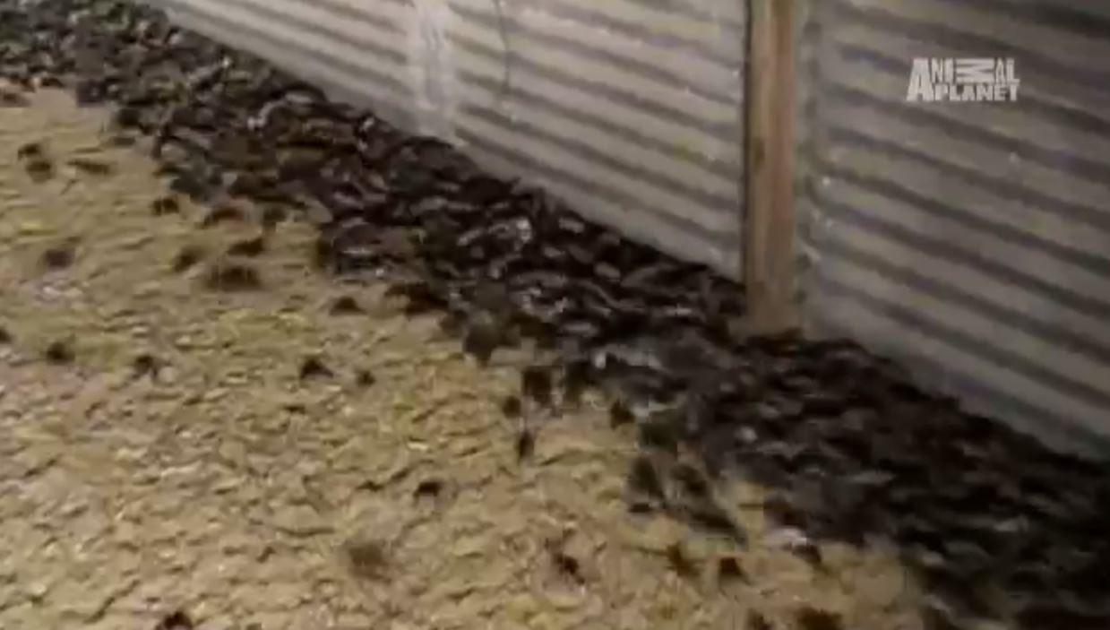 It’s ‘raining mice’ in Australia | Principia Scientific, Intl.