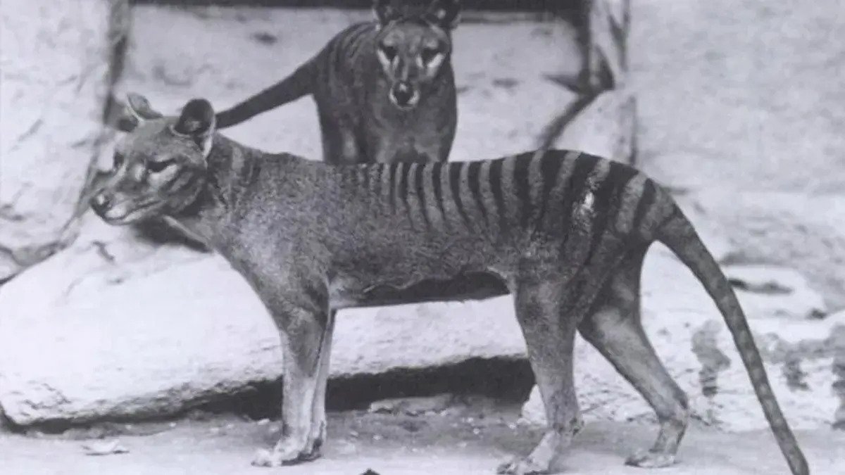 Tasmanian tiger RNA extracted — a first from extinct species ...