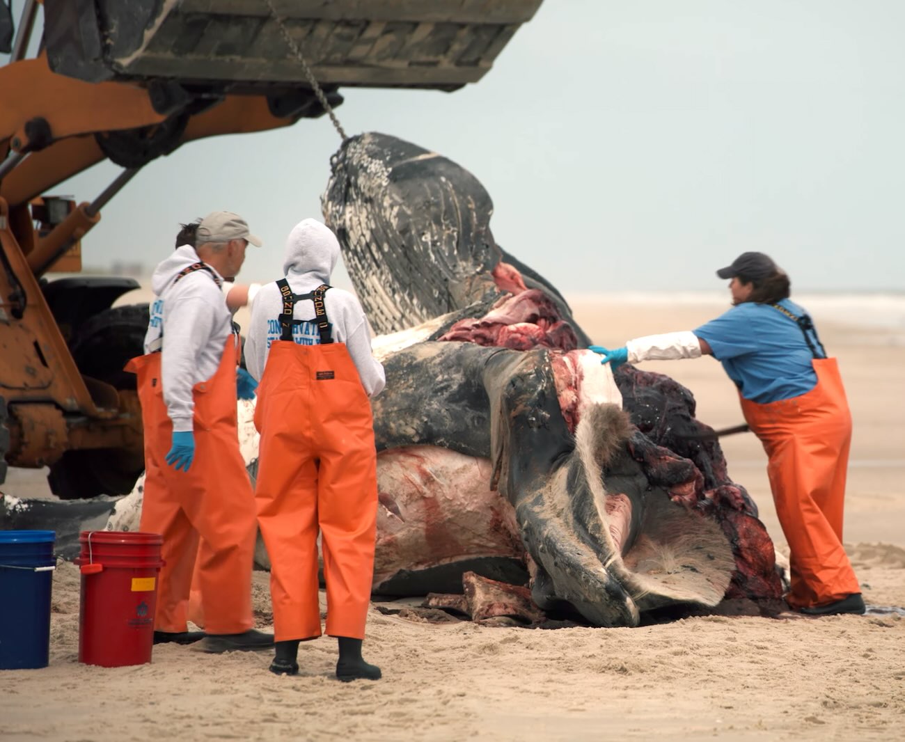 Offshore Wind Decimating Sea Life-Fishermen Accuse Govt Of Cover-Up ...