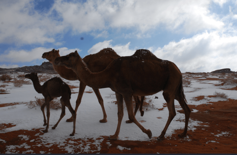 Saudi Arabia gets its first recorded snowfall | Principia Scientific, Intl.